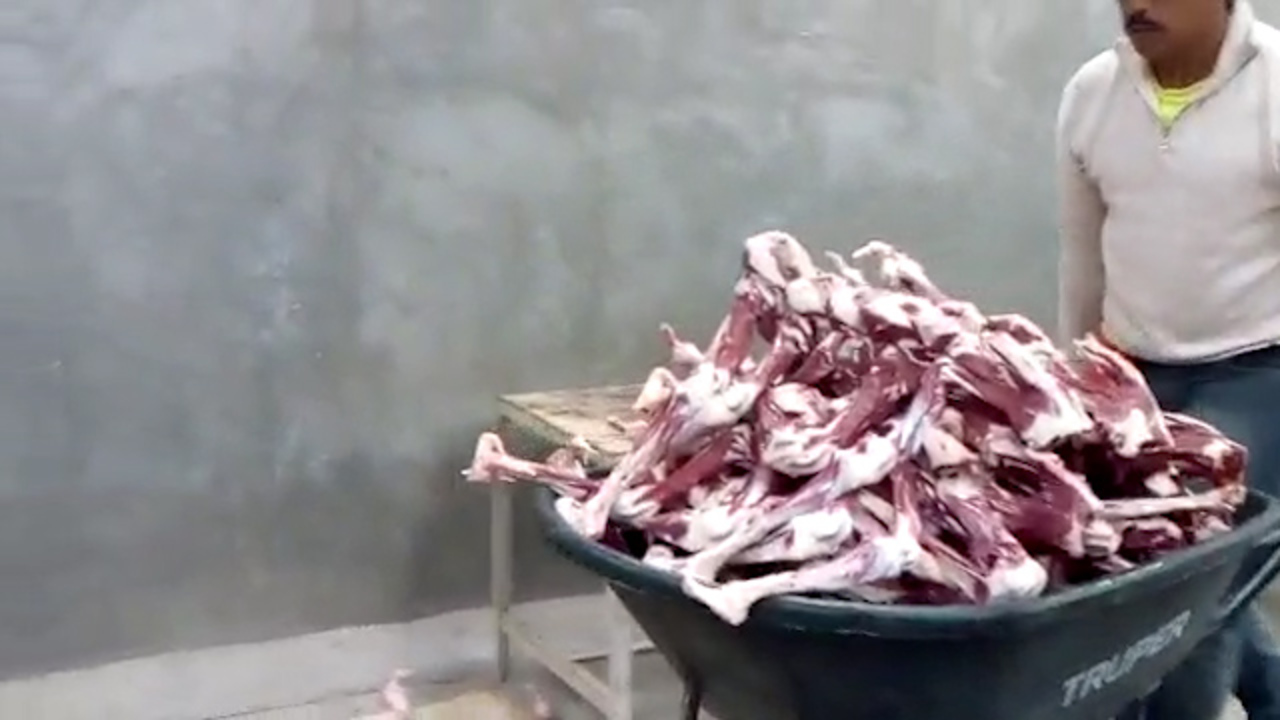 Inicia la matanza de ganado cabrío en Tehuacán - Grupo Milenio