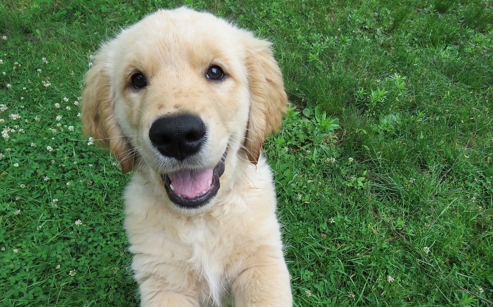 Los perros son capaces de entender algunas palabras: estudio- Grupo Milenio