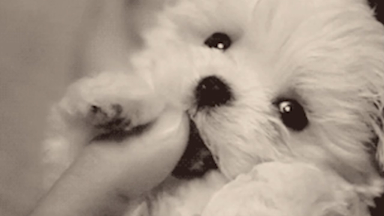 Tu perro sí entiende algunas palabras, según la ciencia- Grupo Milenio