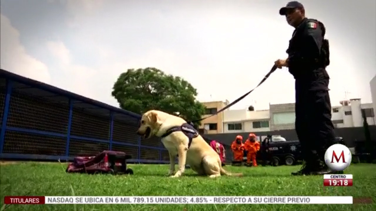 Seis perros, los pilares de la lucha contra el narco- Grupo Milenio