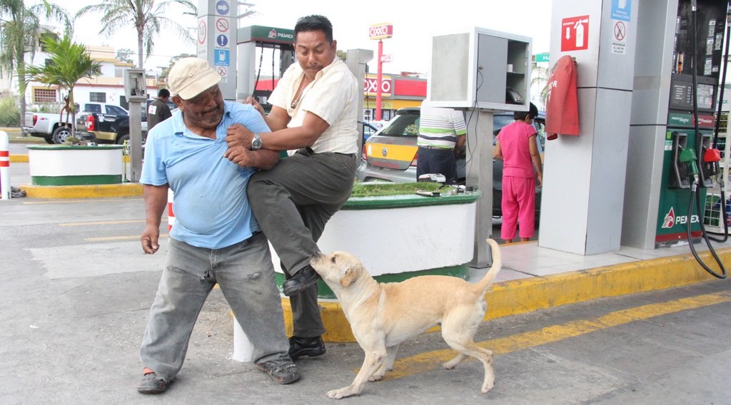 Atropellan a 'Randy' el perro héroe que evitó un asalto en Cd. Madero ...