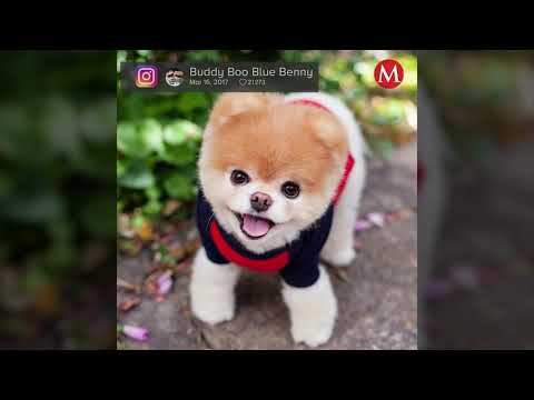 Boo, el perro 'más lindo del mundo' murió a los 12 años - Grupo Milenio