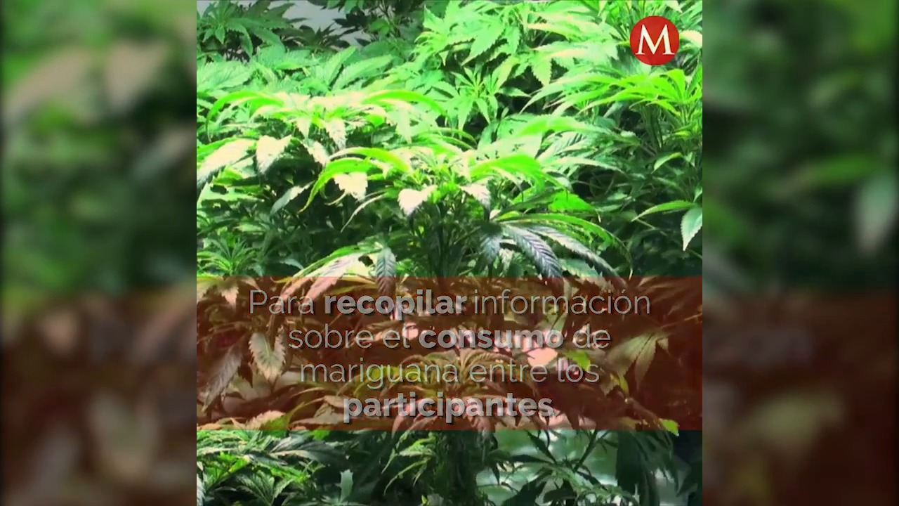 ¿Fumar mariguana produce más espermatozoides? - Grupo Milenio