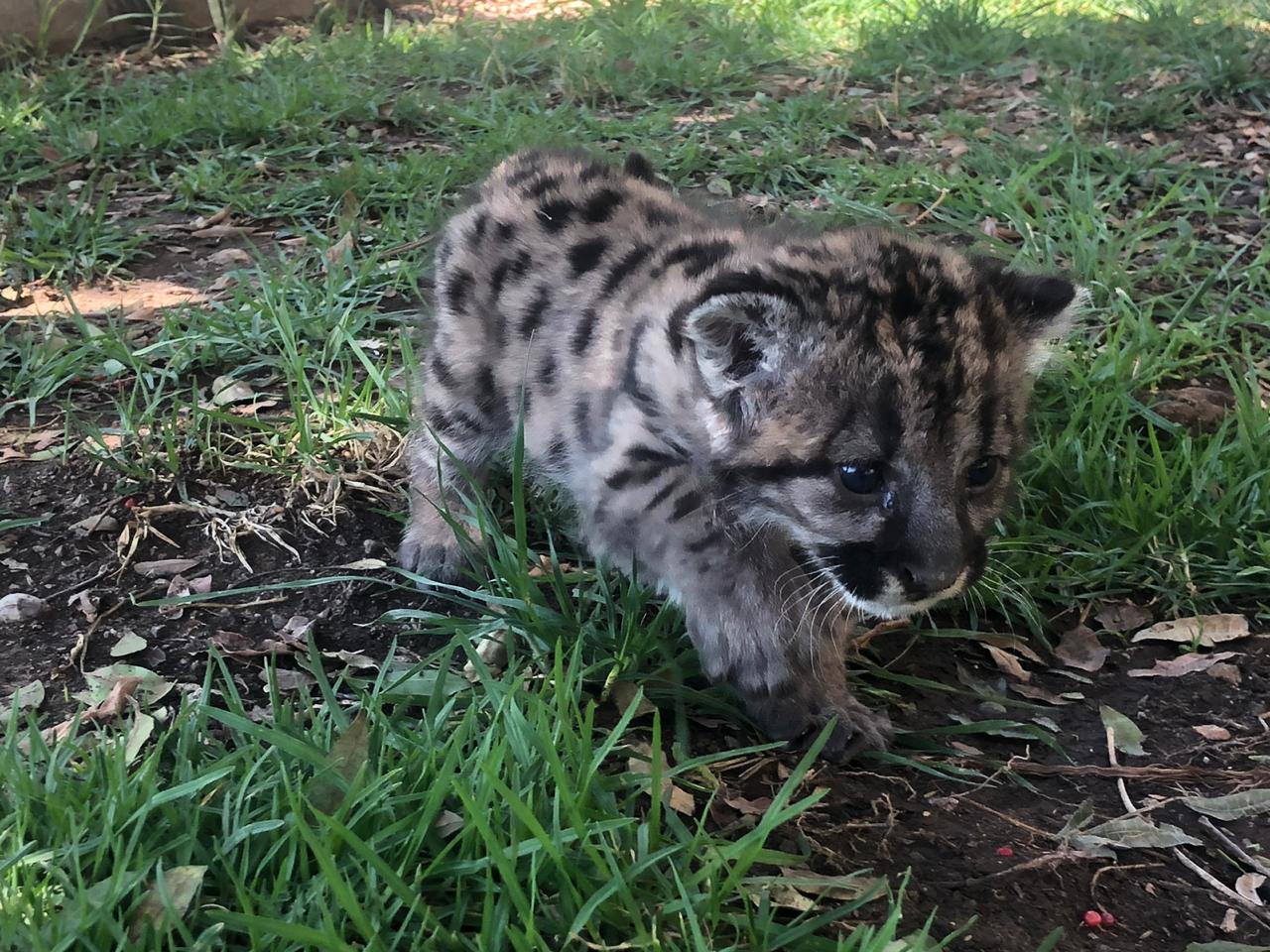 Crece león americano en Zoológico de León- Grupo Milenio