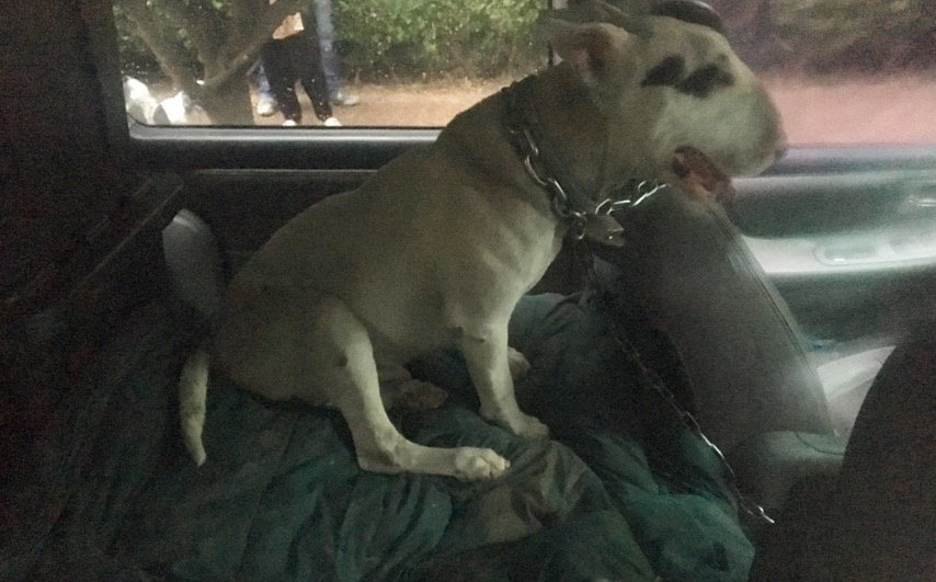 Perro encadenado y abandonado en la Del Valle es liberado- Grupo Milenio