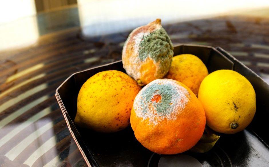 Moho en la comida: Qué alimentos son seguros para comer- Grupo Milenio