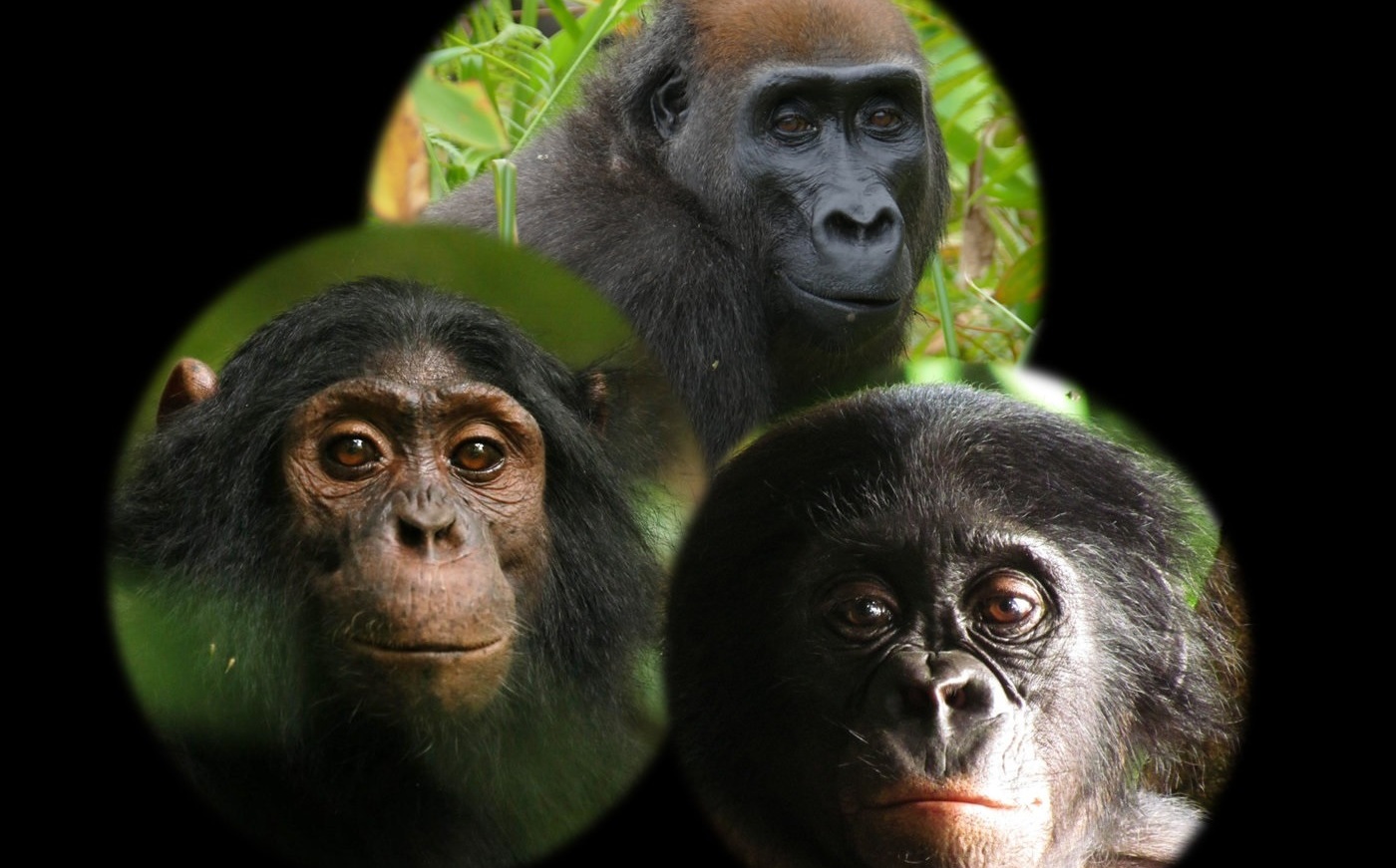 Especies de simios se comportan diferente frente a las cámaras trampa ...