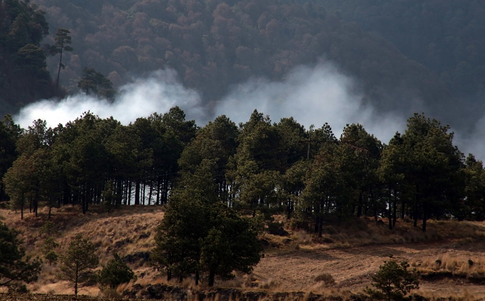 CdMx: 8 lugares para celebrar el Día Internacional de los Bosques ...