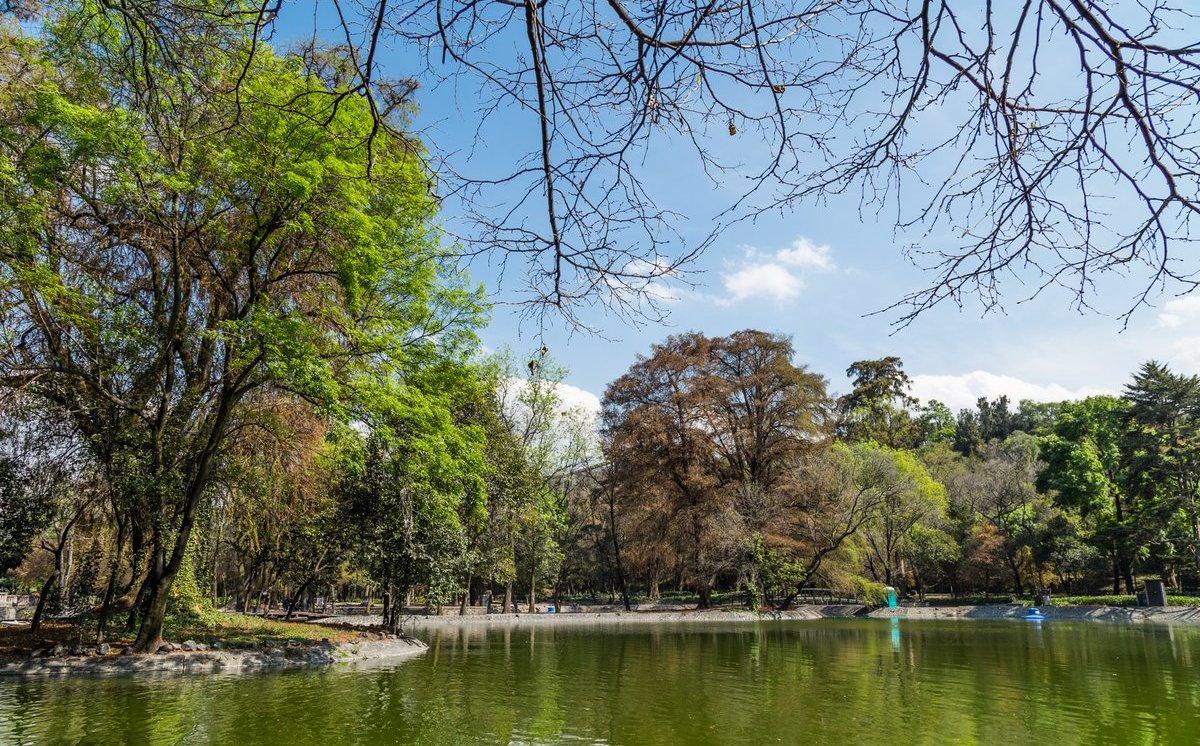 Sheinbaum compara Bosque de Chapultepec con Central Park- Grupo Milenio