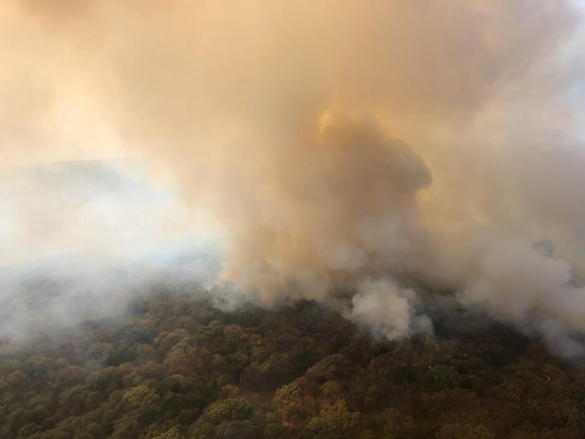 Incendio en Bosque La Primavera afecta más de 60 hectáreas- Grupo Milenio