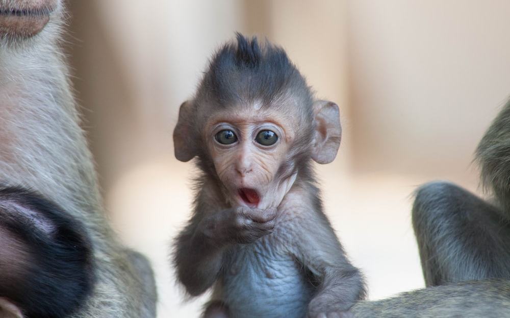 Científicos crean monos inteligentes: ¿el experimento es ético?- Grupo ...