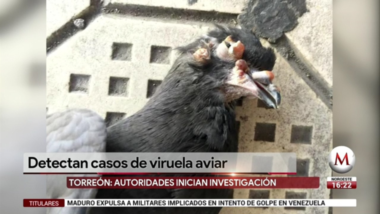 Detectan en Torreón casos de viruela aviar en palomas - Grupo Milenio