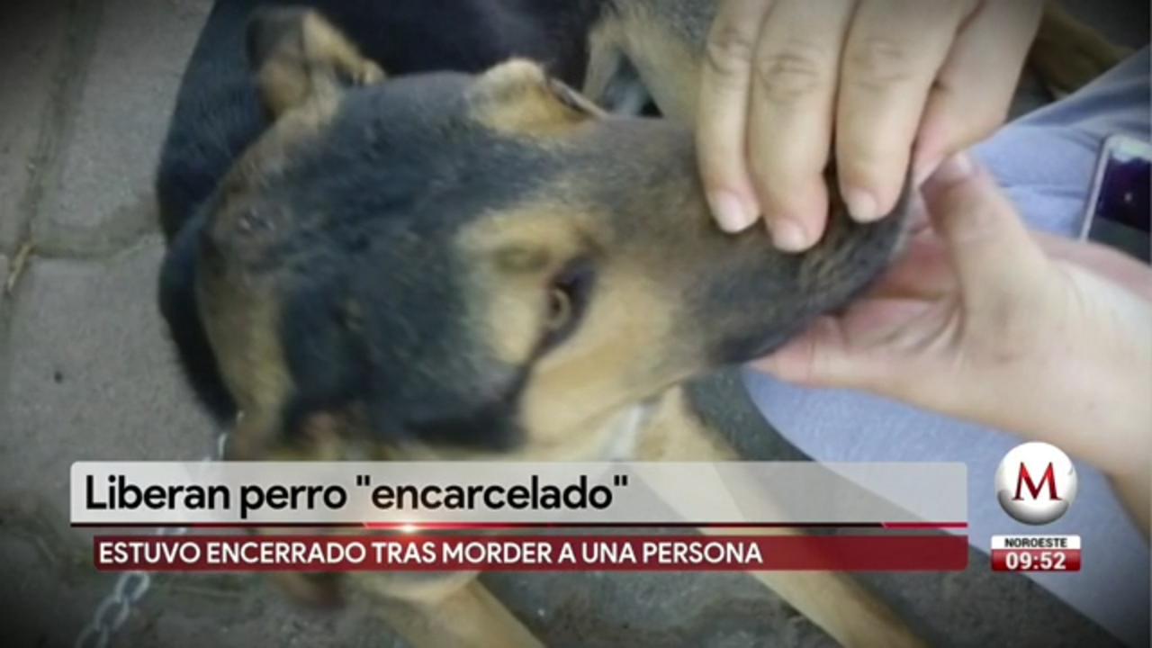 Liberan a perro encarcelado en Oaxaca - Grupo Milenio