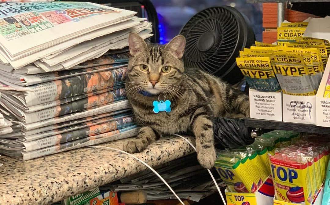 Gatos son contratados para cuidar tiendas de Nueva York- Grupo Milenio