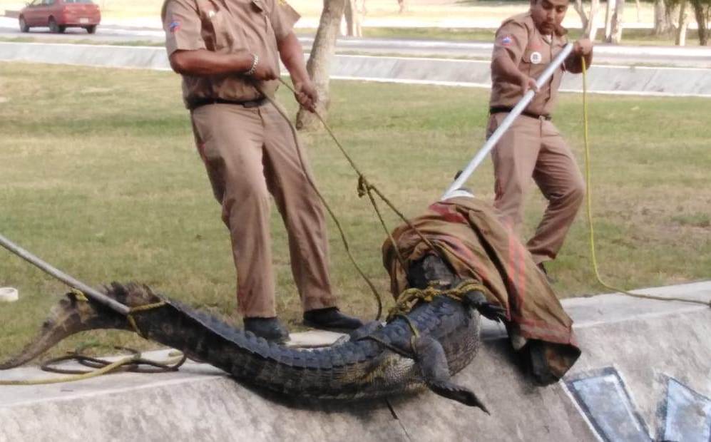 Capturan a cocodrilo de más de dos metros en Tampico- Grupo Milenio