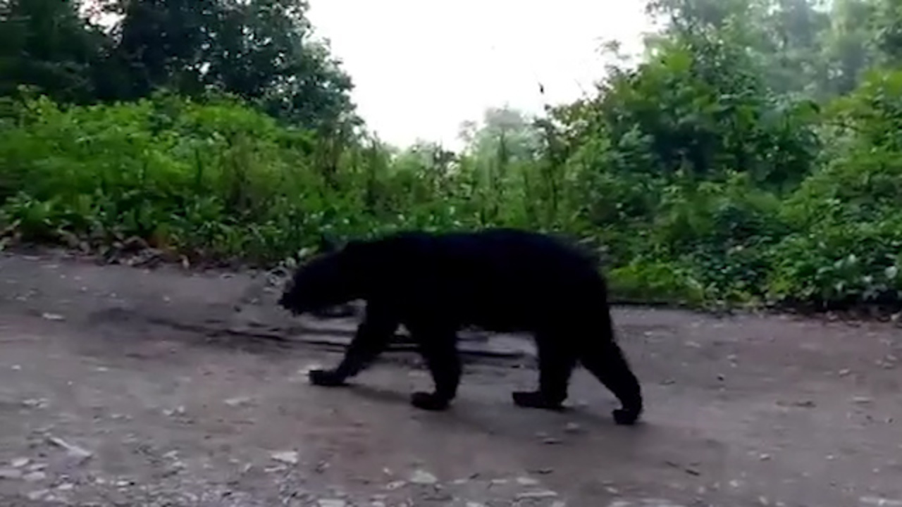 Oso se 'pasea' en Chipinque - Grupo Milenio