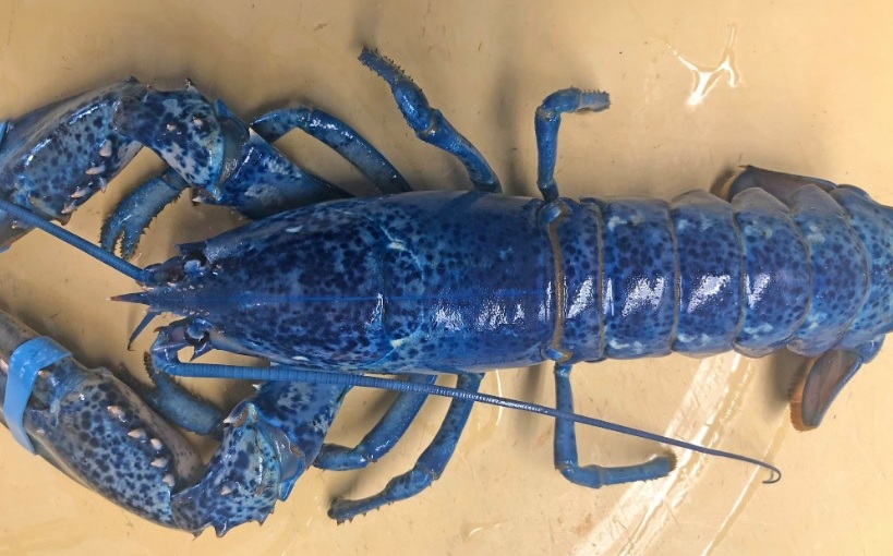 Langosta azul se salva de ser cocinada en restaurante de mariscos ...