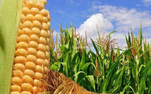 Gruma es reconocida como empresa activa y saludable- Grupo Milenio