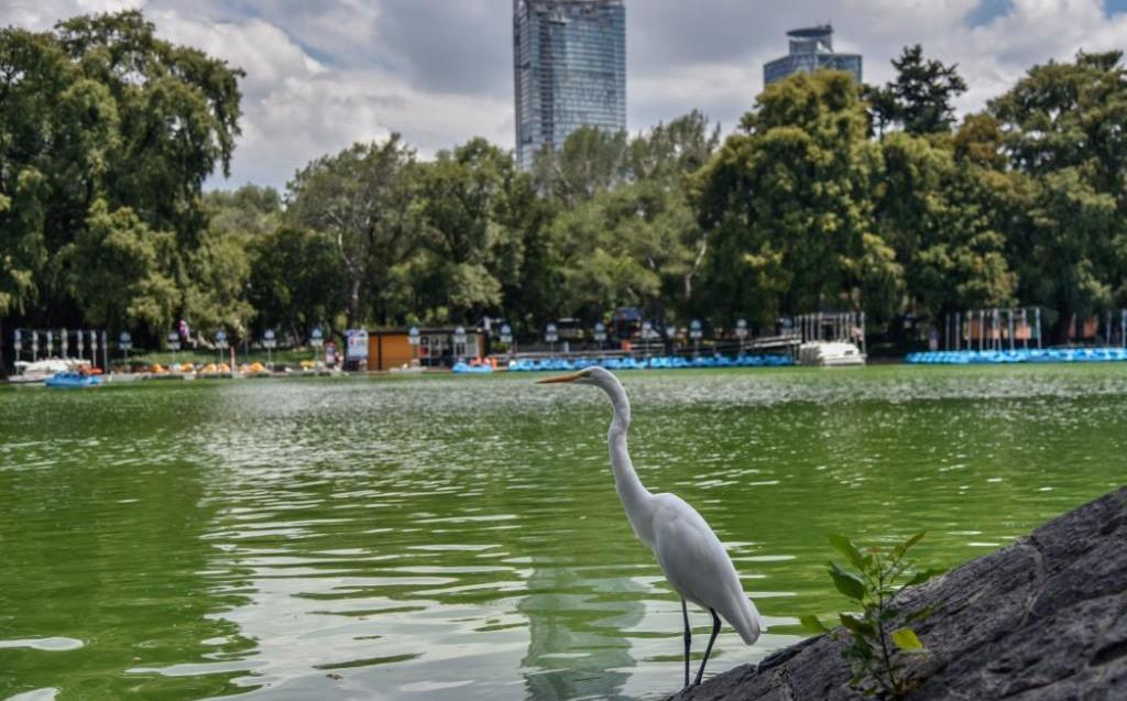 CdMx rehabilitará 16 parques y espacios públicos- Grupo Milenio