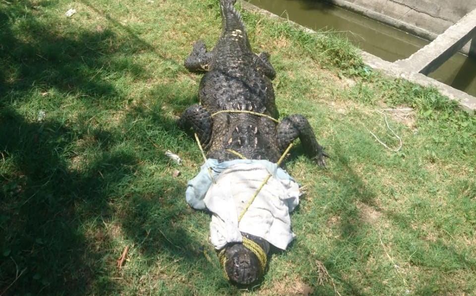 Capturan a cocodrilo de más de dos metros en Ciudad Madero- Grupo Milenio