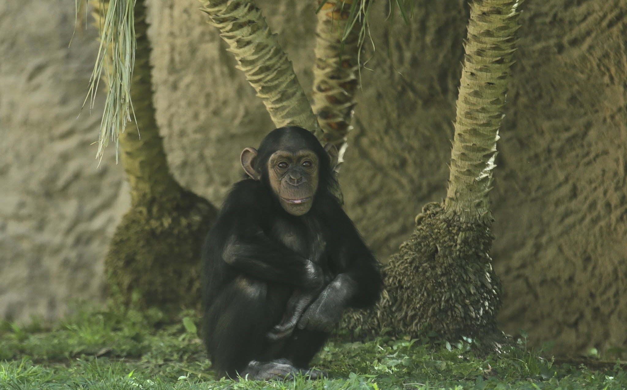 Inteligencia animal: te sorprenderá lo que hacen estas especies- Grupo ...