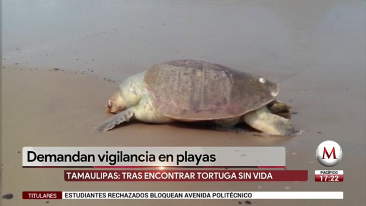 Tortuga aparece muerta en Playa Miramar- Grupo Milenio