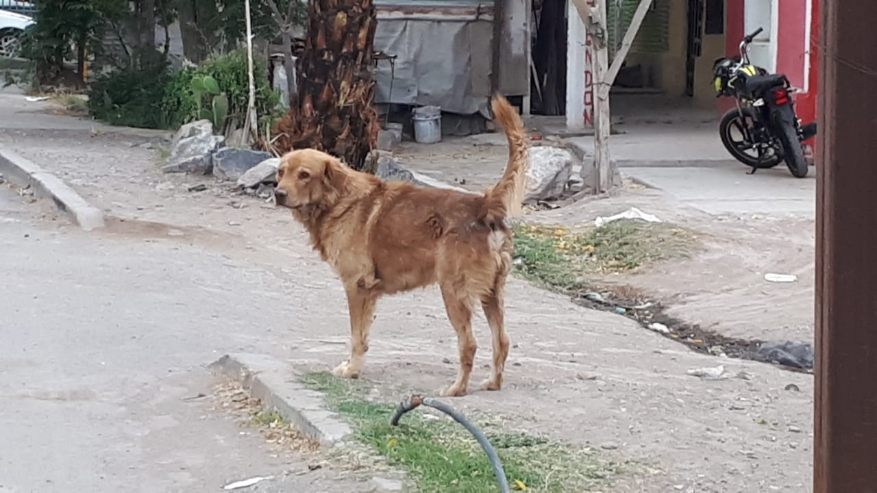 Coahuila: Sam, el perrito que espera el regreso de su dueño - Grupo Milenio