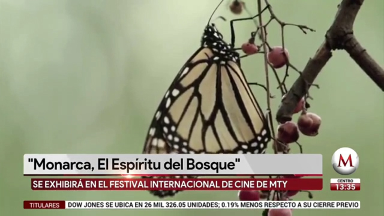 Milenio presenta documental, 'Monarca, El Espíritu del Bosque' - Grupo ...