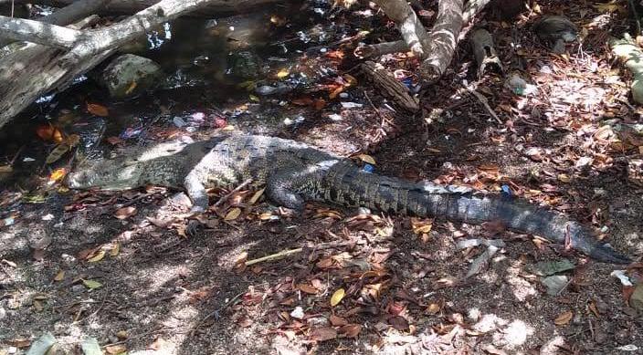 Caza de cocodrilos en Altamira les da para sobrevivir - Grupo Milenio