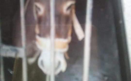 En Oaxaca, meten a la cárcel a un burro en San Sebastián Río Dulce ...