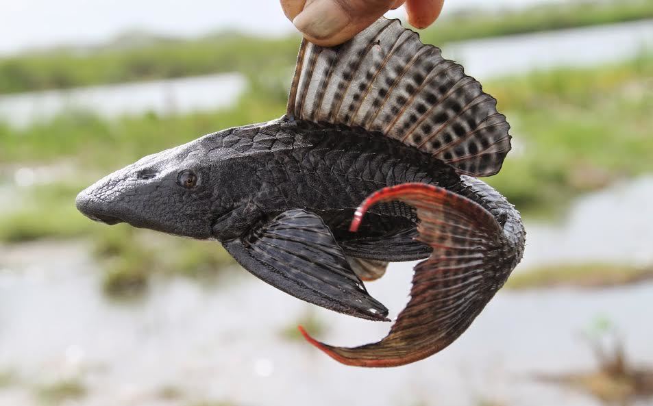 Pez Diablo de depredador a salvación de pescadores de Ébano, SLP- Grupo ...