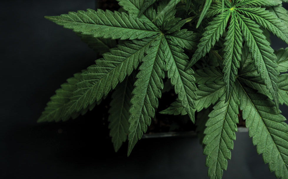 Mariguana: Ley frena la inversión de la IP británica- Grupo Milenio