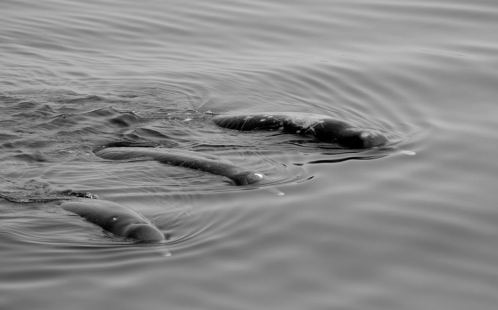 Descubren en Japón una ballena negra de especie desconocida- Grupo Milenio