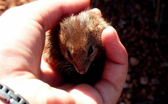 Kaluta: el marsupial que muere en masa por su intenso apareamiento ...