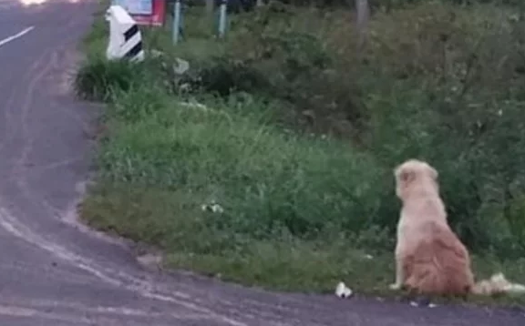 Perro extraviado esperó en una ruta a su familia humana por 4 años ...