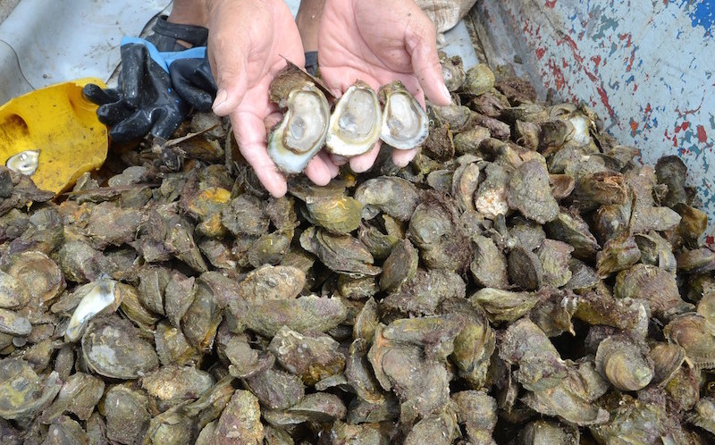 Río Pánuco; descargas de aguas negras amenazan la producción de ostión ...