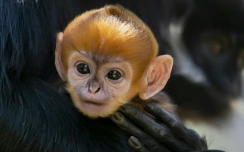Animales: nace extraño y tierno mono; especie en peligro de extinción ...
