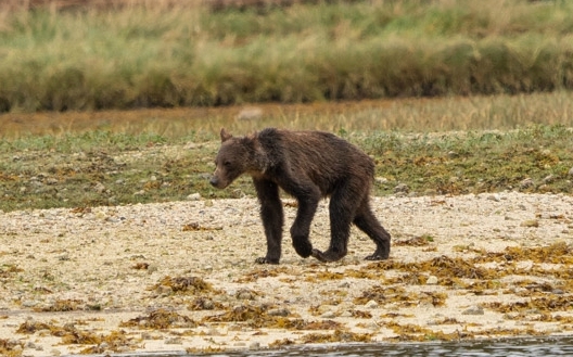 Osos grizzly: familia captada muriendo de hambre en Canadá- Grupo Milenio