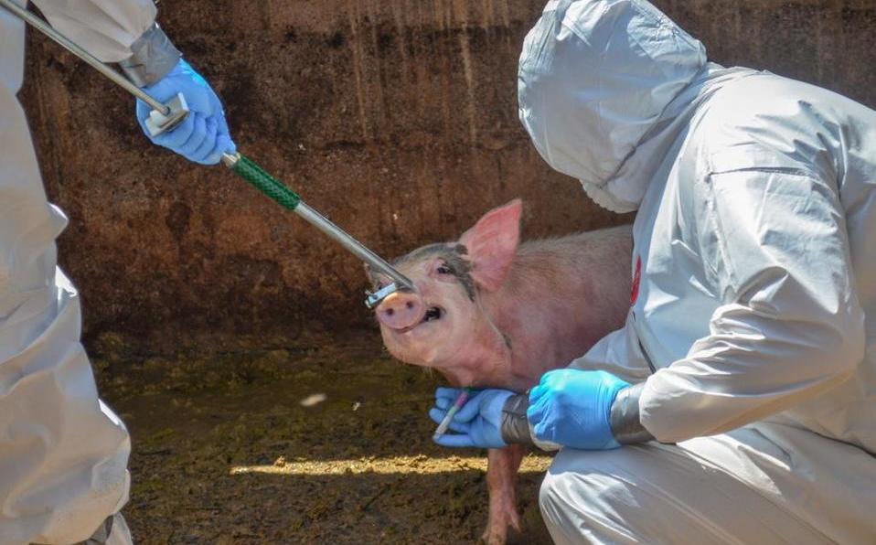 Fiebre porcina pone en riesgo a México, reconoce Sader - Grupo Milenio