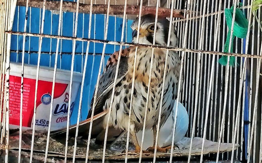 Durango: Encuentran halcón bebé en primaria- Grupo Milenio