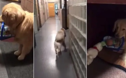 Captan a perro robando juguetes para Navidad- Grupo Milenio