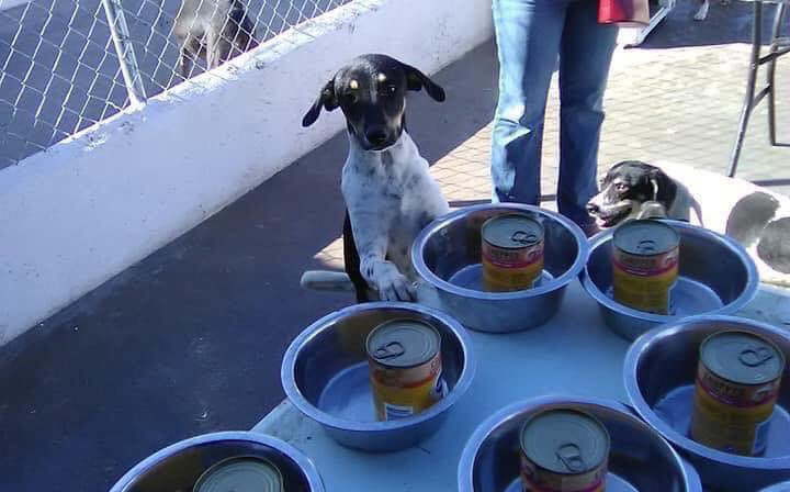 Tamaulipas: Hacen posada navideña a perros de la calle- Grupo Milenio