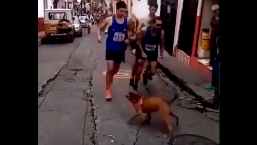 Atleta patea a un perro y marca le quita patrocinio- Grupo Milenio