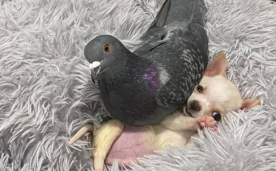 La dulce historia tras la foto del Chihuahua y la paloma- Grupo Milenio