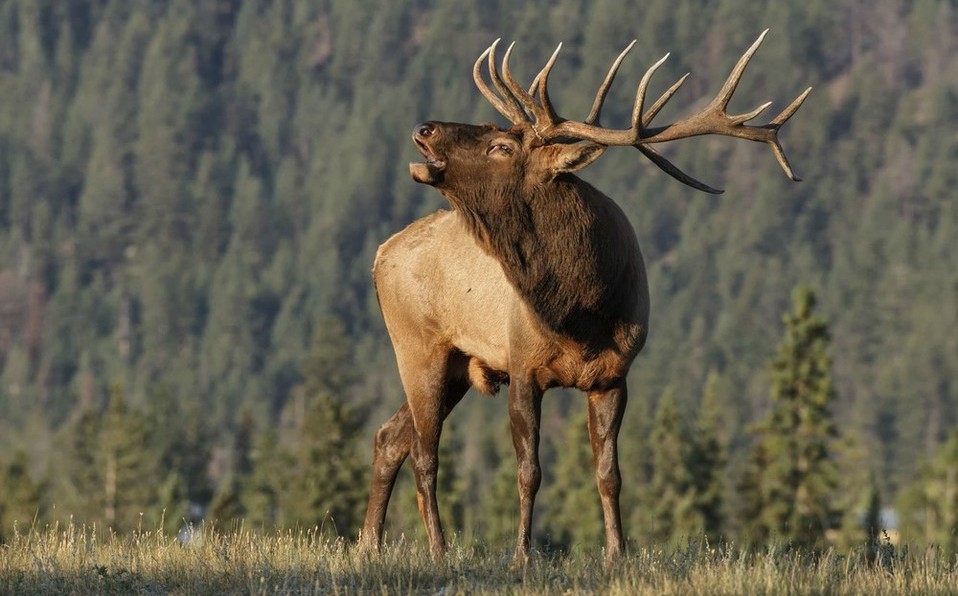 Alce patea a mujer que trataba de acariciarlo | VIDEO- Grupo Milenio