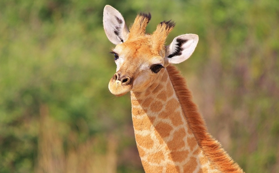 Nace jirafa en Zoológico de Chapultepec; podrás elegir su nombre- Grupo ...