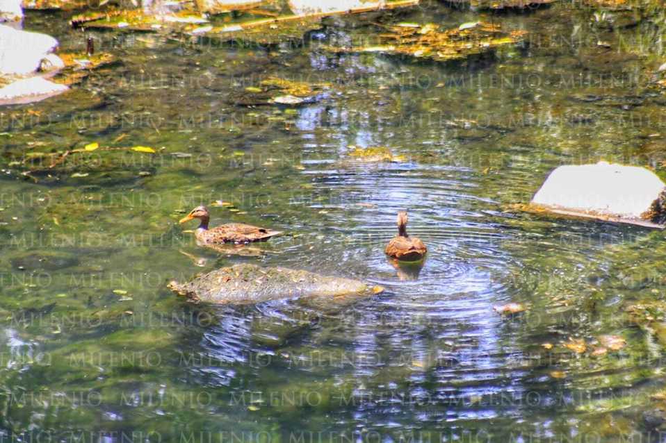 Animales silvestres vuelven a río San Francisco - Grupo Milenio