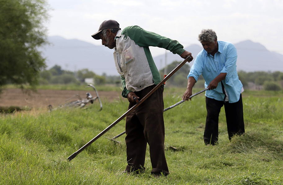 Campesinos de Durango: Siguen trabajando a pesar de la pandemia - Grupo ...
