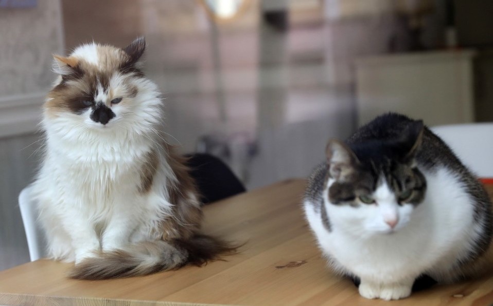 Coronavirus. Dos gatos en NY dan positivo por contagio de sus dueños ...