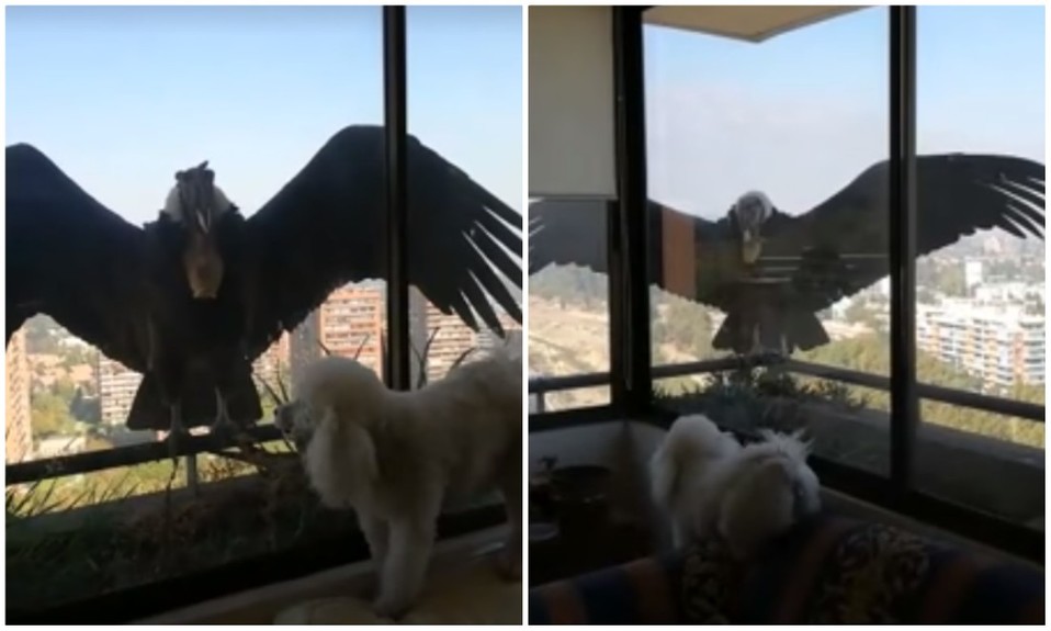 Cóndores visitan balcón de departamento y acechan a perro en Chile ...